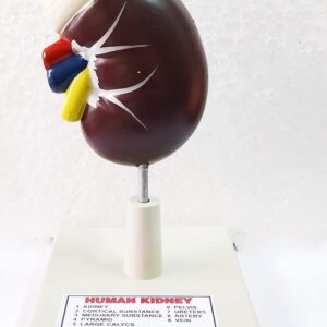 Saini MEDICOS Human Kidney Model on Stand for Labs and Schools