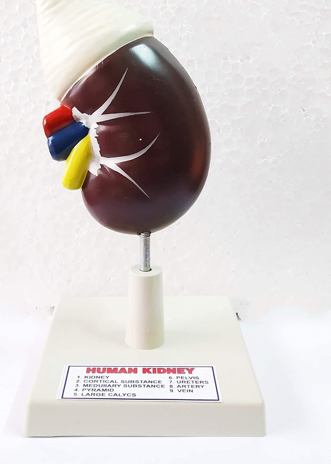 Saini MEDICOS Human Kidney Model on Stand for Labs and Schools