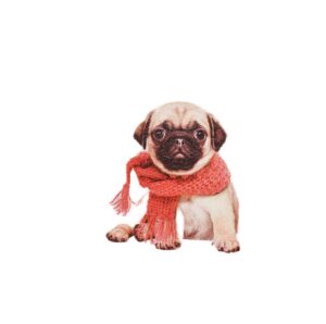 fawn pug dog pup wearing a scarf compact magnifing & regular pocket purse makeup mirror