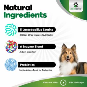 Probiotics for Dogs All Ages - Dog Probiotics for Digestive Health - Digestive Enzymes for Gut Flora, Diarrhea & Bowel Support - Gut Health Support Prebiotics for Dogs - 90 Probiotic Chews for Dogs