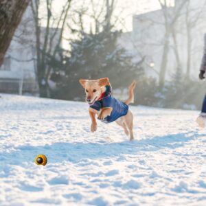 Dog Chewing Ball, Interactive Dog Teething Toy Bite Resistant Dog Toy Ball with LED Flash Light for Small Medium Dogs (Diameter 2.8")