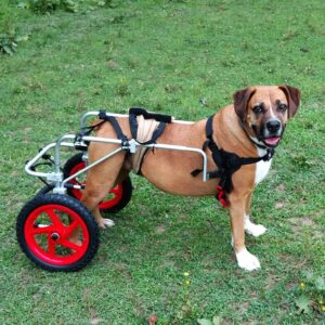 best friend mobility rear support wheelchair 2.0 large lightweight dog wheelchair for back legs