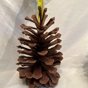 18-Pack Extra-Large (5 to 7 inch) Long Leaf Pine Cones for Decorating Home, Tables, Vase Fillers, Corporate Events, Crafts, Birdfeeders, Natural Pine Cone Holiday Ornaments. (unscented)