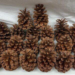 18-Pack Extra-Large (5 to 7 inch) Long Leaf Pine Cones for Decorating Home, Tables, Vase Fillers, Corporate Events, Crafts, Birdfeeders, Natural Pine Cone Holiday Ornaments. (unscented)