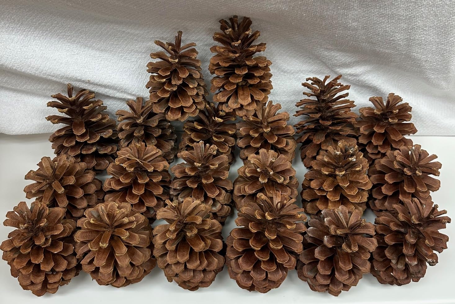 18-Pack Extra-Large (5 to 7 inch) Long Leaf Pine Cones for Decorating Home, Tables, Vase Fillers, Corporate Events, Crafts, Birdfeeders, Natural Pine Cone Holiday Ornaments. (unscented)