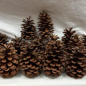 18-Pack Extra-Large (5 to 7 inch) Long Leaf Pine Cones for Decorating Home, Tables, Vase Fillers, Corporate Events, Crafts, Birdfeeders, Natural Pine Cone Holiday Ornaments. (unscented)