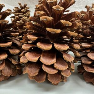 18-Pack Extra-Large (5 to 7 inch) Long Leaf Pine Cones for Decorating Home, Tables, Vase Fillers, Corporate Events, Crafts, Birdfeeders, Natural Pine Cone Holiday Ornaments. (unscented)