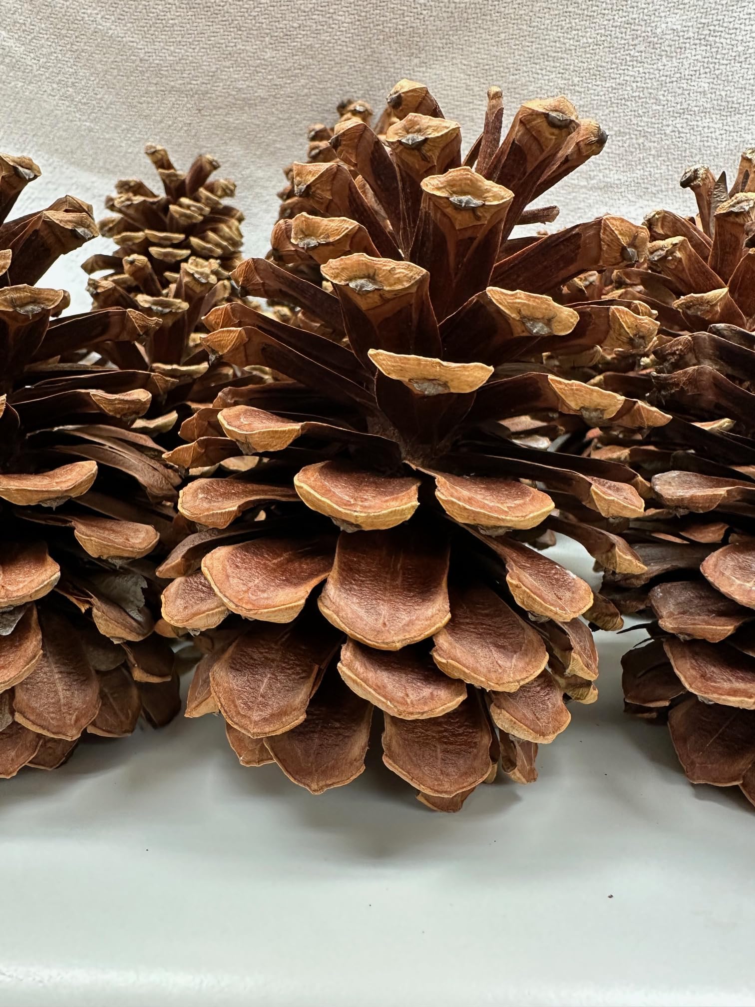 18-Pack Extra-Large (5 to 7 inch) Long Leaf Pine Cones for Decorating Home, Tables, Vase Fillers, Corporate Events, Crafts, Birdfeeders, Natural Pine Cone Holiday Ornaments. (unscented)