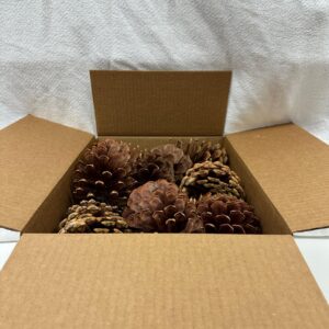 18-Pack Extra-Large (5 to 7 inch) Long Leaf Pine Cones for Decorating Home, Tables, Vase Fillers, Corporate Events, Crafts, Birdfeeders, Natural Pine Cone Holiday Ornaments. (unscented)