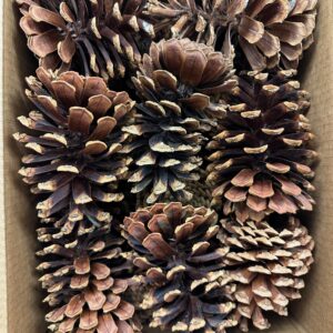 18-Pack Extra-Large (5 to 7 inch) Long Leaf Pine Cones for Decorating Home, Tables, Vase Fillers, Corporate Events, Crafts, Birdfeeders, Natural Pine Cone Holiday Ornaments. (unscented)