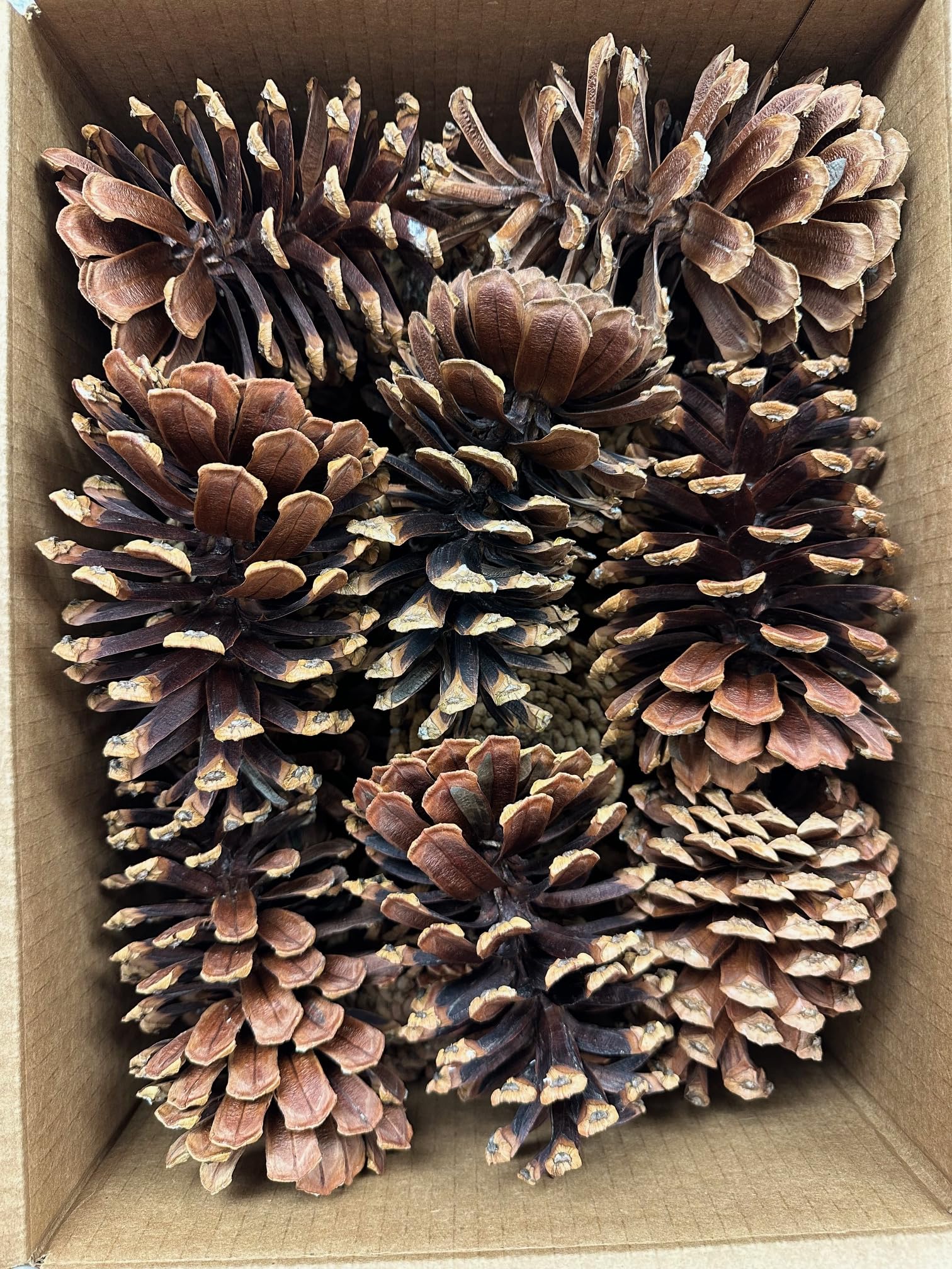 18-Pack Extra-Large (5 to 7 inch) Long Leaf Pine Cones for Decorating Home, Tables, Vase Fillers, Corporate Events, Crafts, Birdfeeders, Natural Pine Cone Holiday Ornaments. (unscented)