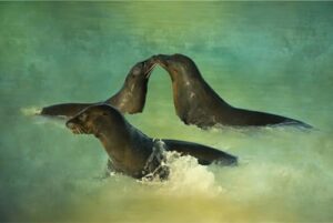 generic three playing sea lions fabric panel - oce-006, panel size is 13” x 8.5”, quality quilting cotton