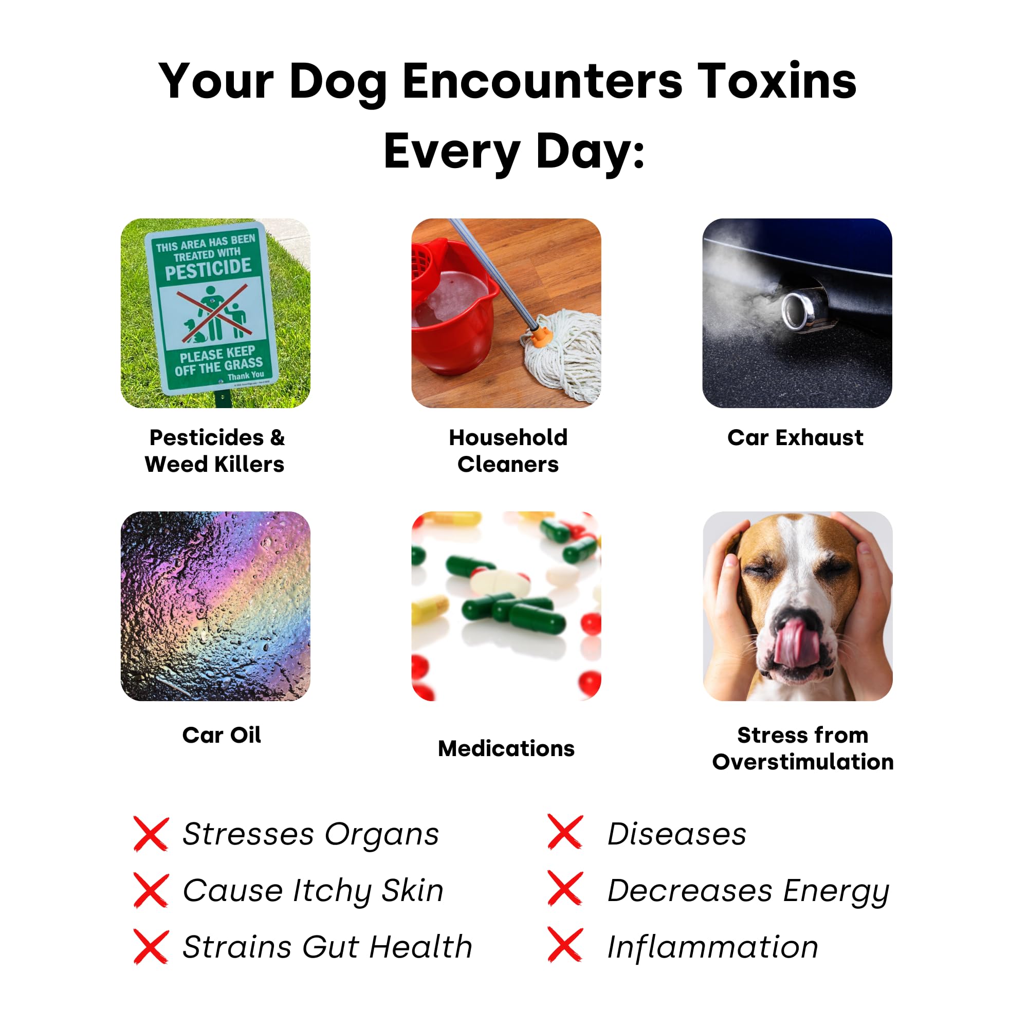 Kayode Dog Detox - Dog Liver Supplement & Immune Defense. with Milk Thistle for Dogs. Help Detoxify Liver, Reduce Inflammation & Improve Gut Health. 1 BIl CFU Probiotics, Omega Oil, & Bee Pollen.