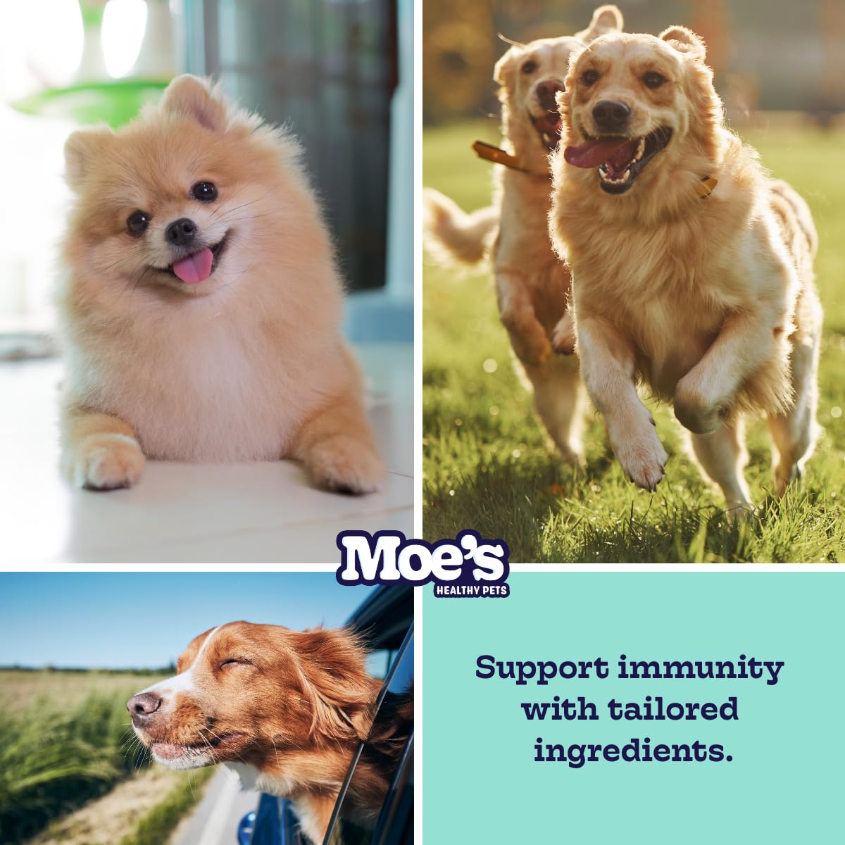 Moe's Healthy Pets Prebiotic and Probiotic for Dogs - Dog Probiotics for Digestive Health and Vitality - Probiotic Chews for Dogs with Pumpkin Flavor - Fiber Supplement for Gut Health for Dogs