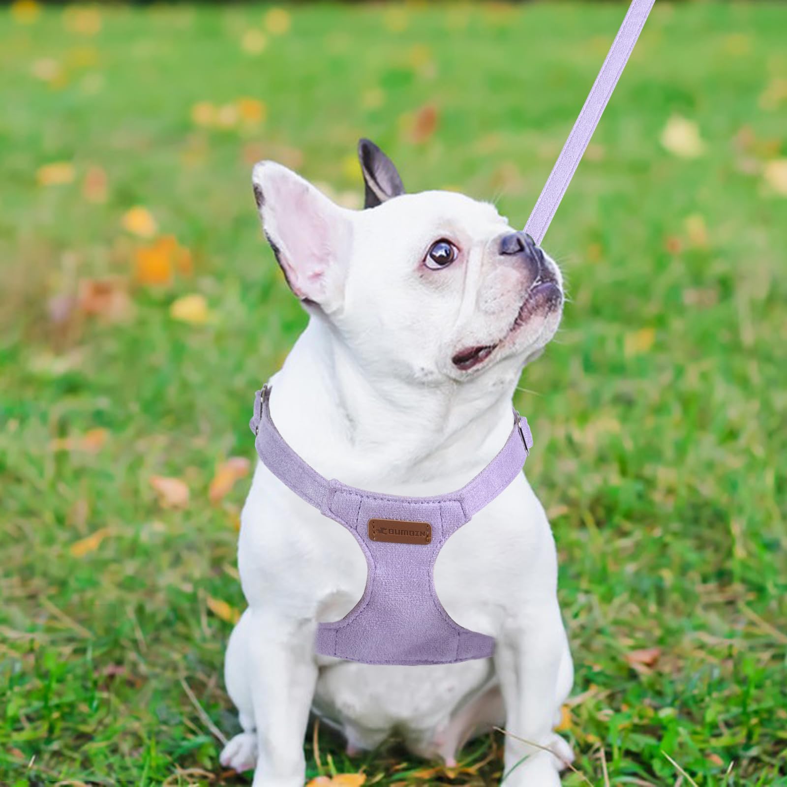 Dog Harness and Leash Set, XS No Pull Adjustable Puppy Harness with Multifunction Purple Dog Leash and Collar, Soft No Choke Escape Proof Pet Harness Vest for Small Dogs and Cats (Purple, XS)