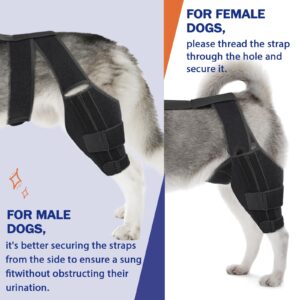 Dog Knee Brace Adjustable for Torn ACL and Hip Dysplasia - Supports Large and Small Dogs with CCL, Ligament Injuries, Osteoarthritis Relief, Enhances Mobility and Recovery (Large)