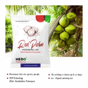 HEDO Red Palm Weevil Bucket Trap with Lure (Rhynchophorus ferrugineus) Pack of 5 to Control Damage in Coconut