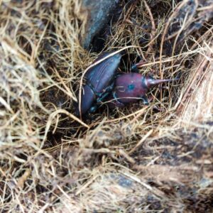 HEDO Red Palm Weevil Bucket Trap with Lure (Rhynchophorus ferrugineus) Pack of 5 to Control Damage in Coconut