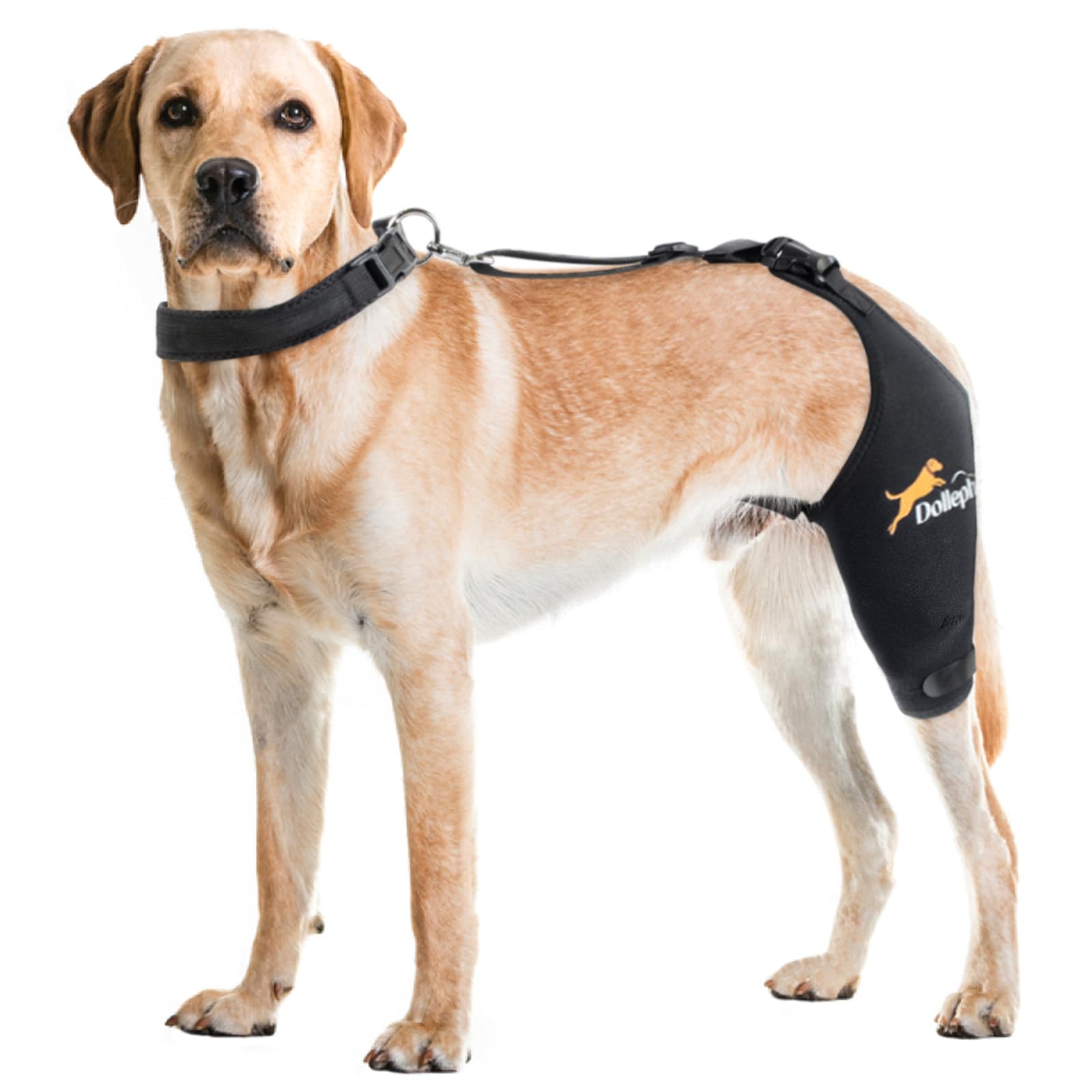 Dollephi Dog Knee Brace for Torn ACL Hind Leg, Hot/Cold Compress for Patella Dislocation or Osteoarthritis, Cruciate Ligament Injuries, for Medium & Large Dogs(Left Leg,L)