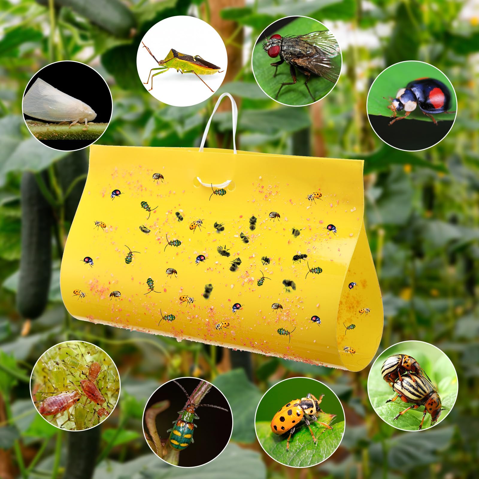 Qualirey 4 Sets Cucumber Beetle Trap and Lure, Double Sided Yellow Sticky Traps with Attractant, Fly Trap for White Flies, Fungus Gnats, Orchard, Plant, Odorless Glue Fly Trap(7.9 x 5.9 in)