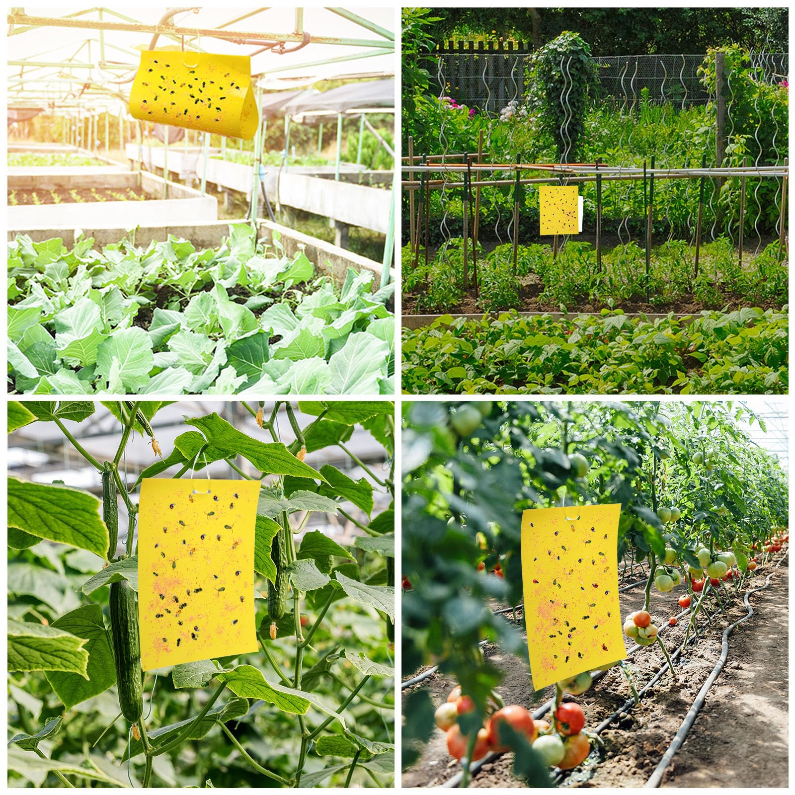 Qualirey 4 Sets Cucumber Beetle Trap and Lure, Double Sided Yellow Sticky Traps with Attractant, Fly Trap for White Flies, Fungus Gnats, Orchard, Plant, Odorless Glue Fly Trap(7.9 x 5.9 in)