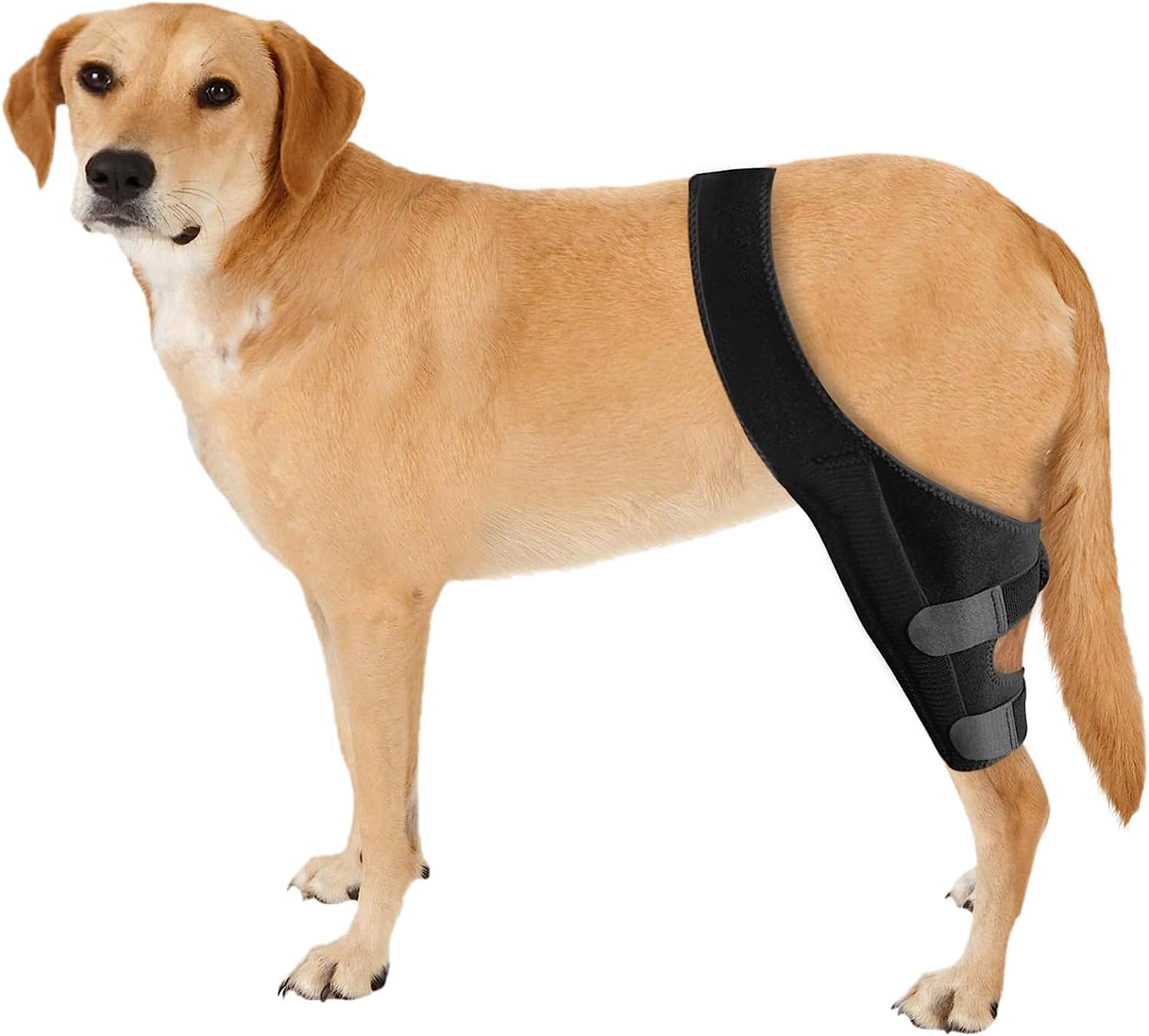 JUANWAN Dog Knee Brace Leg Braces - Dog Canine Knee Stifle Brace Wrap Dog Knee Brace for Torn ACL Hind Leg Joint Pain Muscle Sore Pet Brace Reduces Pain and Inflammation (M)