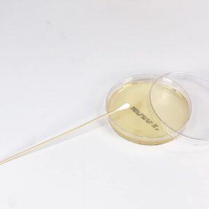 Sabouraud Dextrose Agar-II (SDA), (10-Pack), Pre-Poured, 15x100mm Petri Plates, For the Cultivation, Isolation and Identification of Yeasts and Molds.