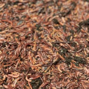 Generic Live RED WIGGLERS Compost Worms, COMPOSTING Bins (120)