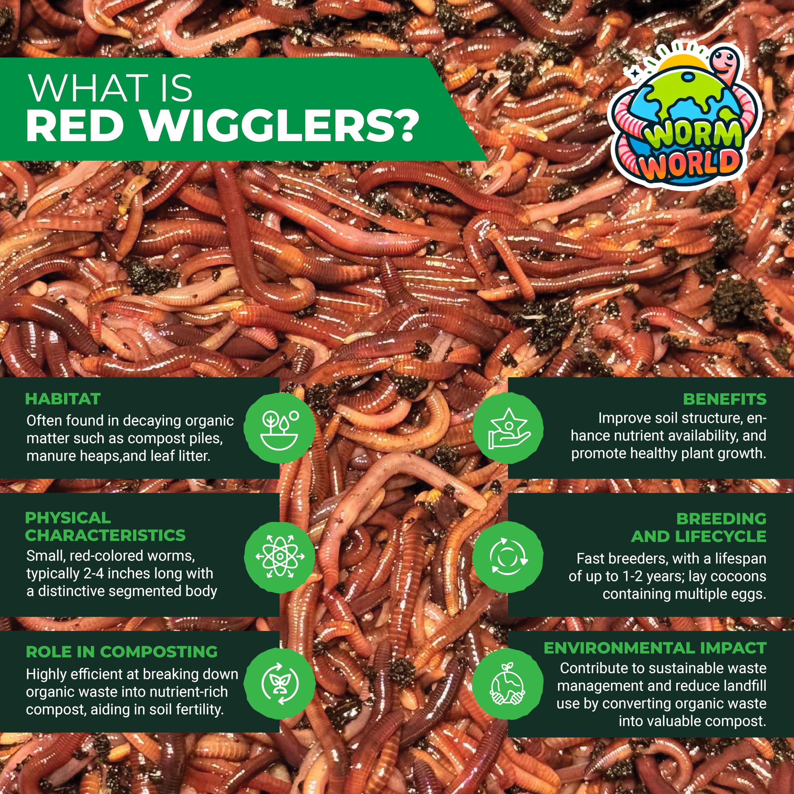 Generic Live RED WIGGLERS Compost Worms, COMPOSTING Bins (120)