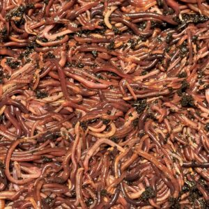 Generic Live RED WIGGLERS Compost Worms, COMPOSTING Bins (120)