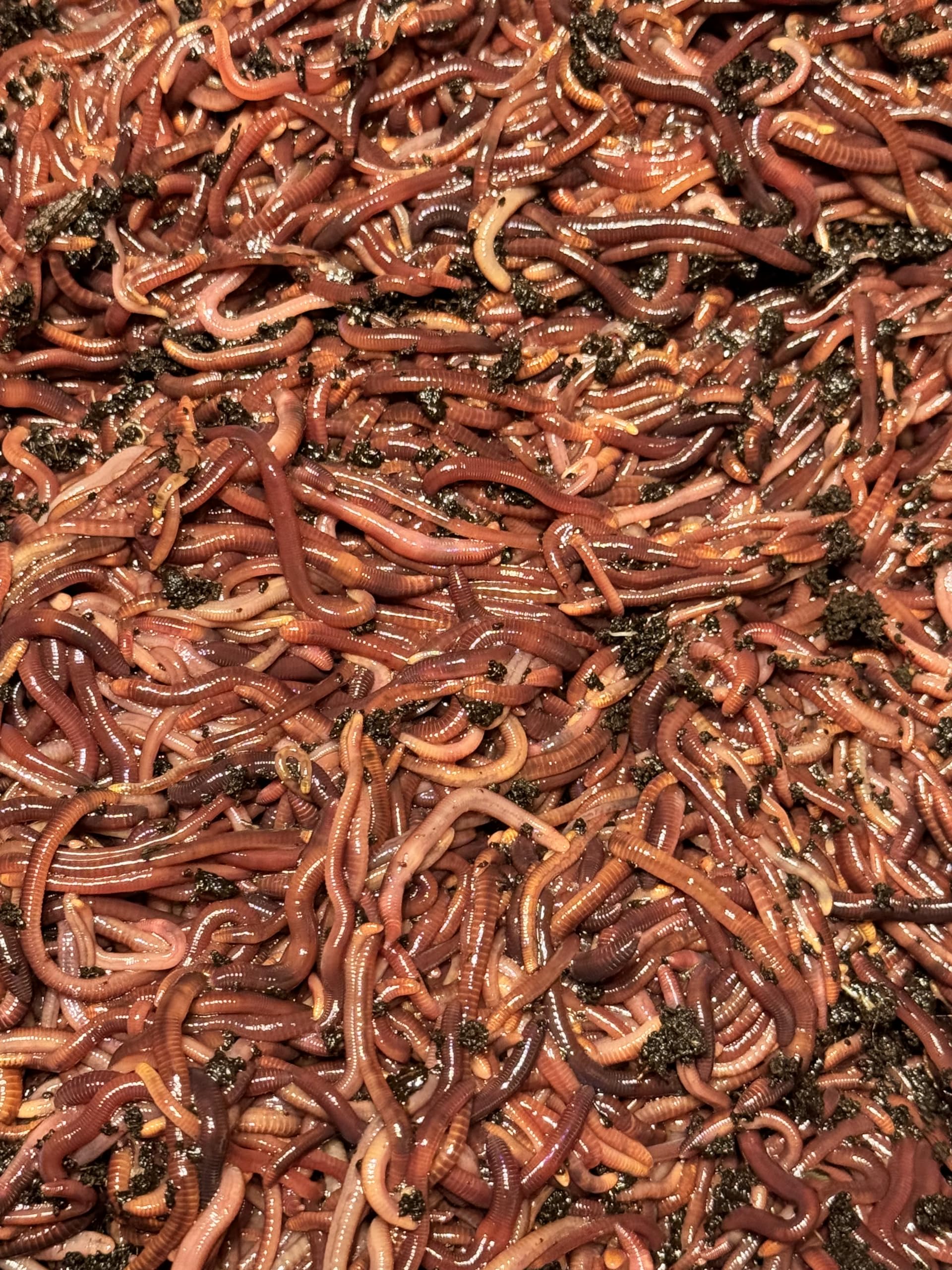 Generic Live RED WIGGLERS Compost Worms, COMPOSTING Bins (120)