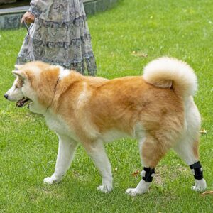 PaaWings 2024 Dog Leg Braces Dog Knee Brace for Back Leg- Dog Hip Brace for Torn Acl and Joint Relief -Dog Leg Sleeve - Dog Back Leg Support and Joint Supplement Black (L)