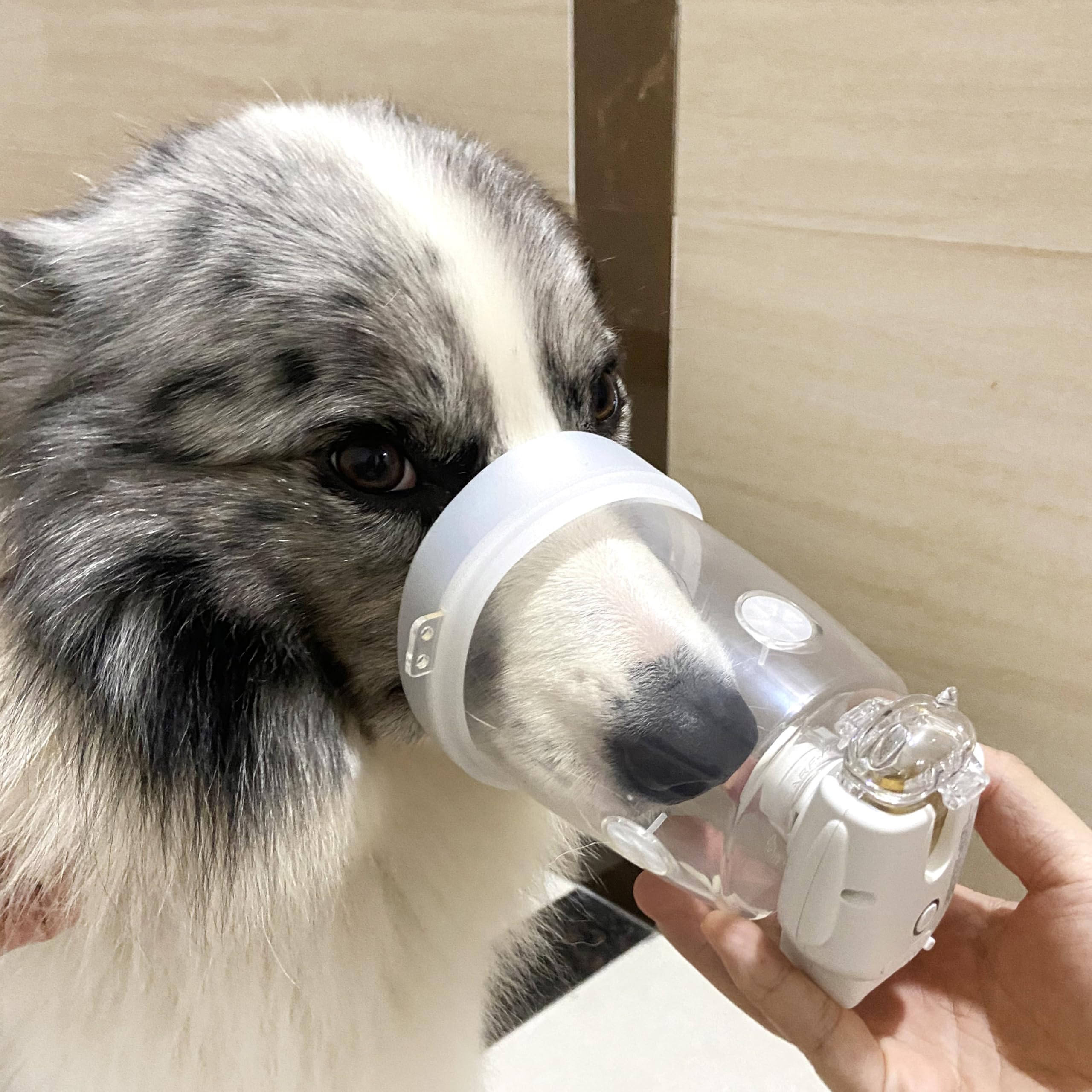 Canine Nebulizer and Inhaler Mask for Cats and Dogs, Oxygen Mask for Pets (M - Medium Dogs)