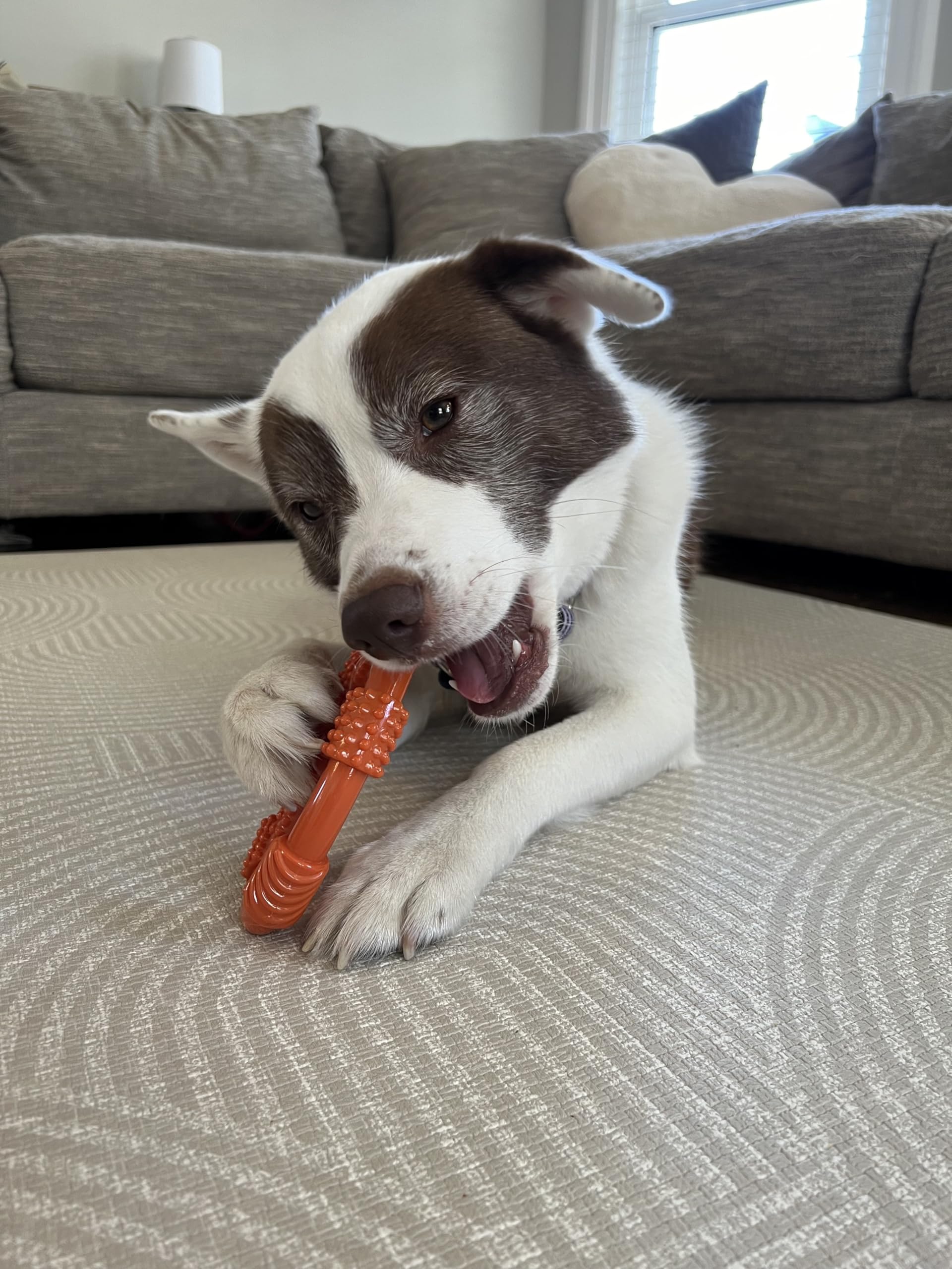 Nylabone Flexi Chew Oval Dog Ring - Textured Dog Ring Toy for Moderate & Gentle Chewers - Chicken Flavor, Wolf/Medium (1 Count)