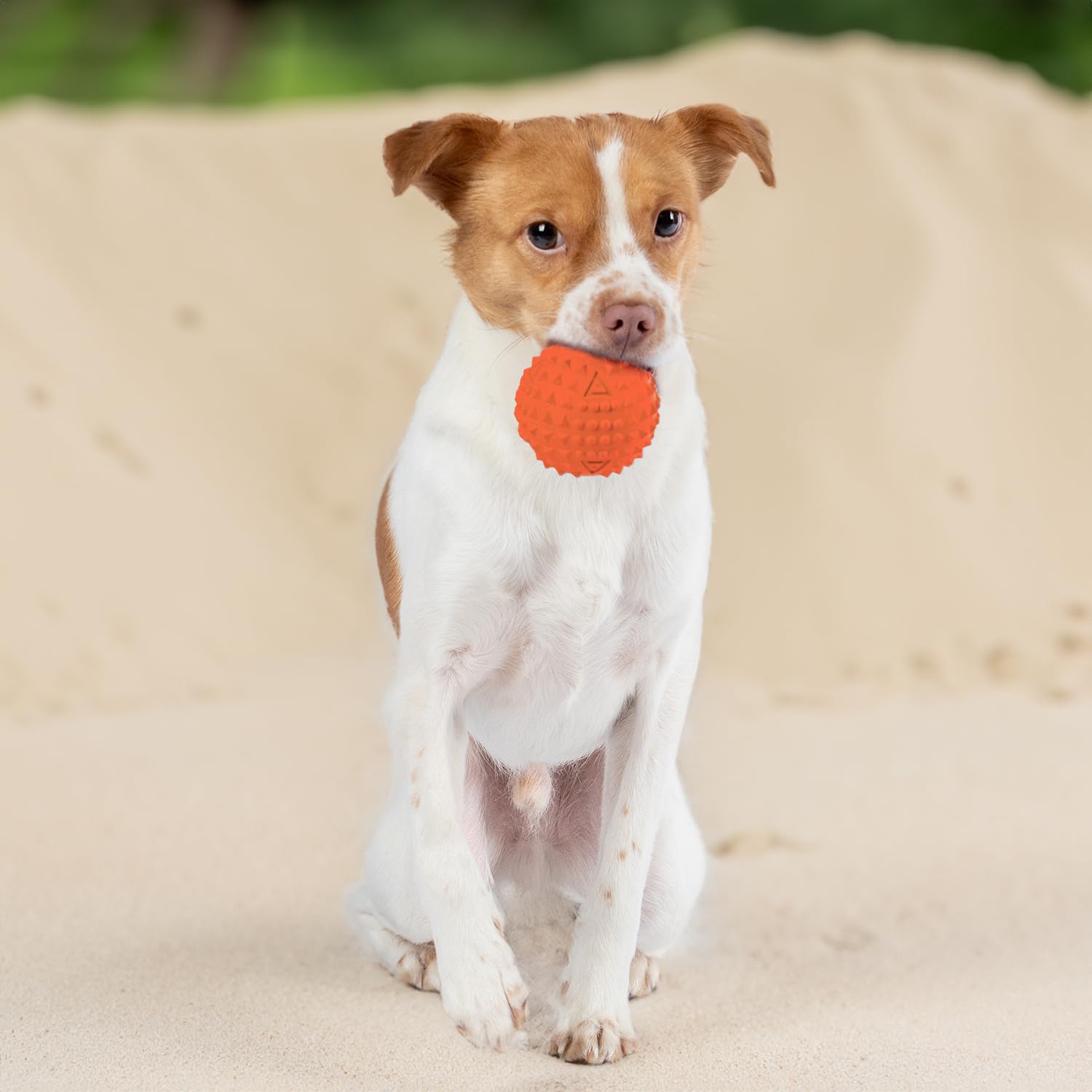 Best Pet Supplies Squeaky Rubber Spiky Ball Dog Toy, Ideal Dog Toys for Chewers, Small, Medium & Large Dogs, and Fetch Lovers Pack of 4 (Fuchsia, Green, Blue, Orange), Medium 2.5"