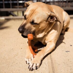 Peanut Butter & Bacon Flavored Dog Chew Toy for Aggressive Chewers - Tough Dog Bone - Heavy Duty and Durable Dog Toy - Nylon Bone Chew Toy for Medium Dogs and Large Dogs