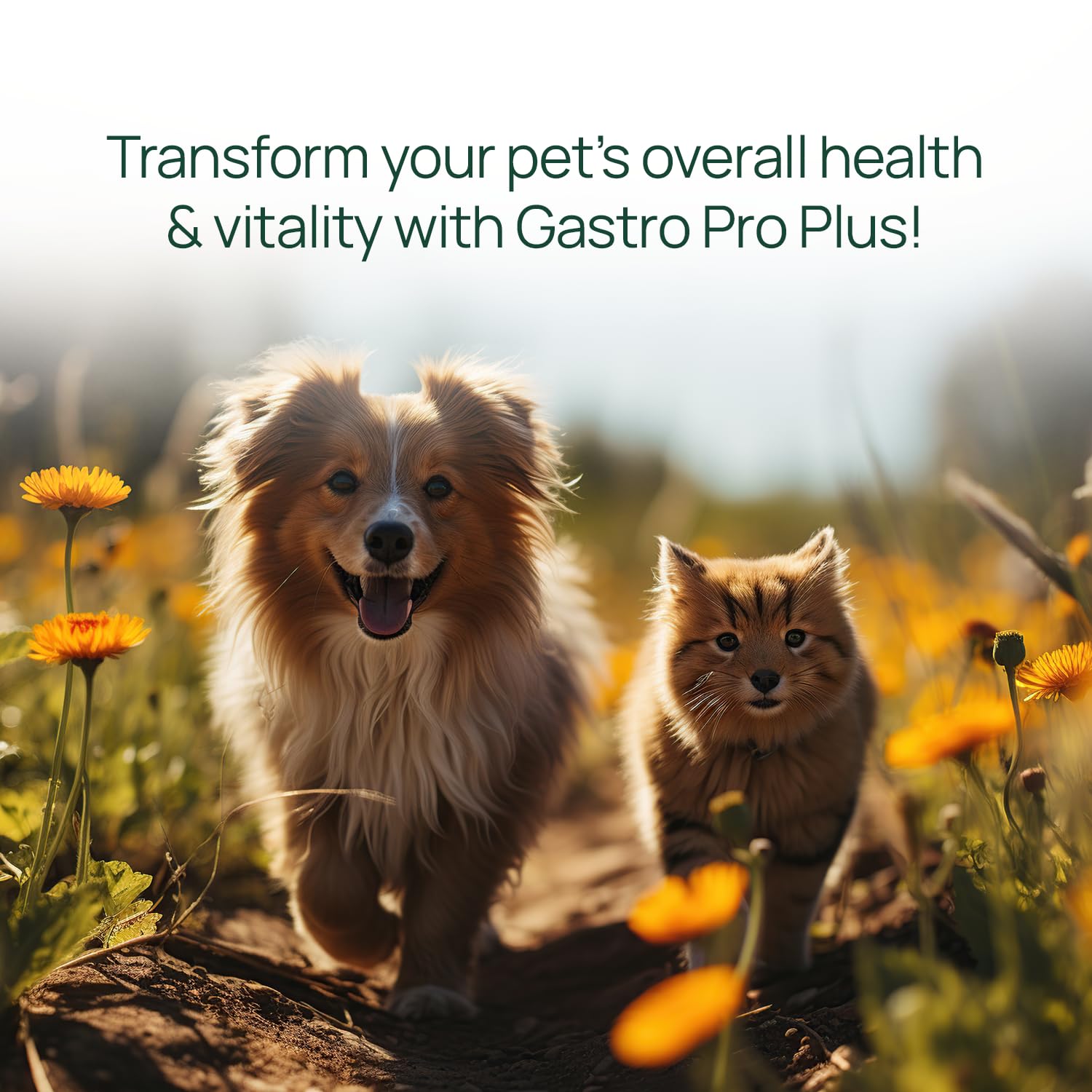 pawTree Gastro Pro Plus for Dogs and Cats - Probiotics, Prebiotics and Digestive Enzymes - for Sensitive Stomach, Digestive Issues, Loose Stool, and Bad Gas (60 ct)