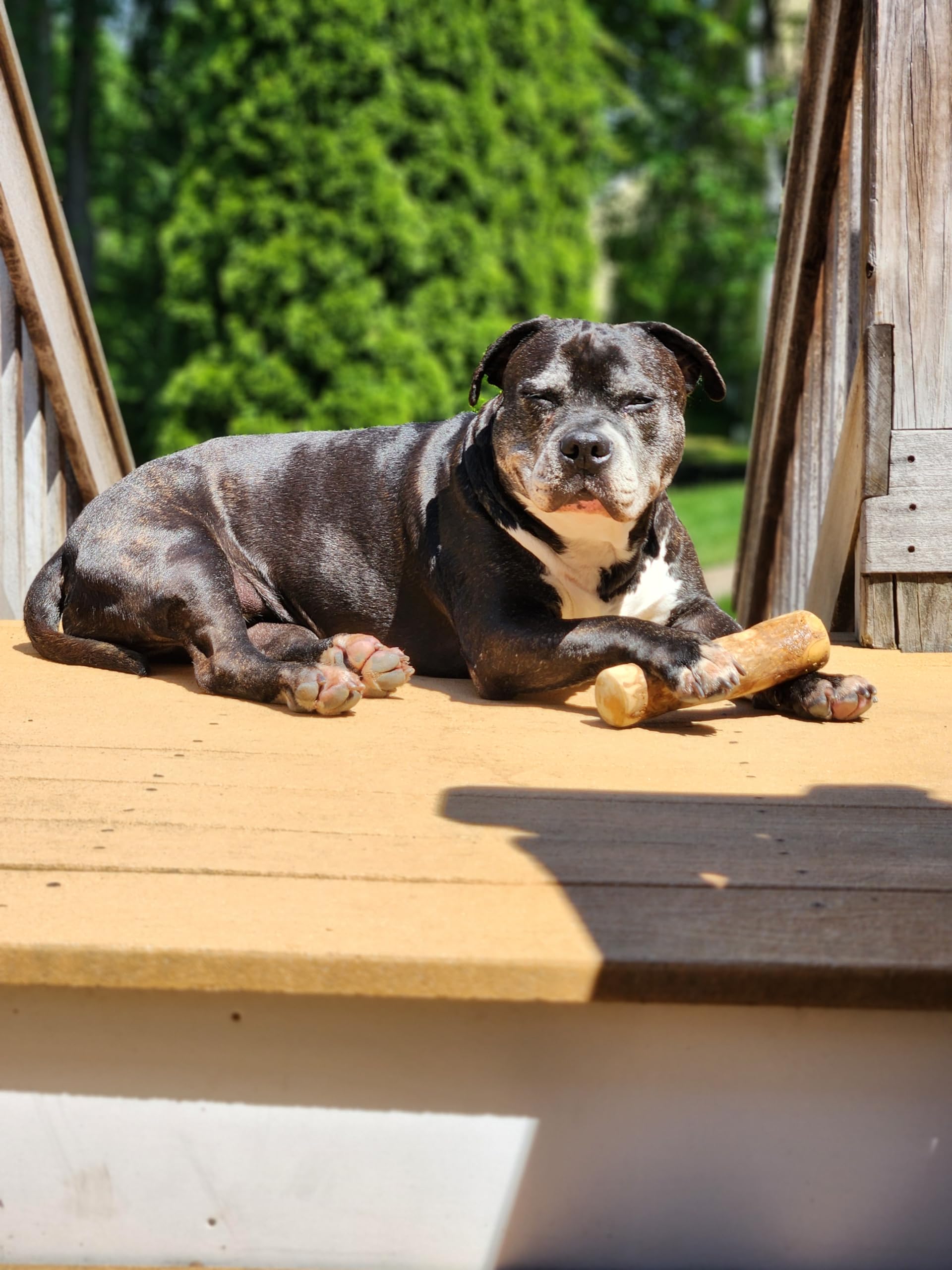 Unleashed Concepts Natural Coffee Wood chew for Dogs (Medium)