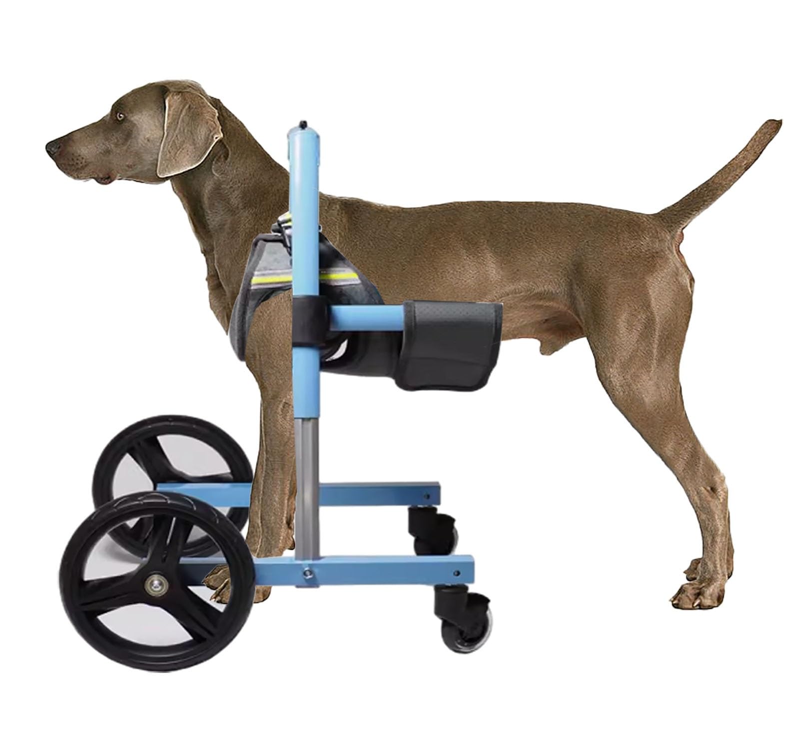 Elitix Injured Dog Wheelchair for Front Legs Support Only, Dog Front Legs Mobility Aids for Small Medium Large Dog, Dog Leg Support Brace/Mobility Cart(XL), 78634