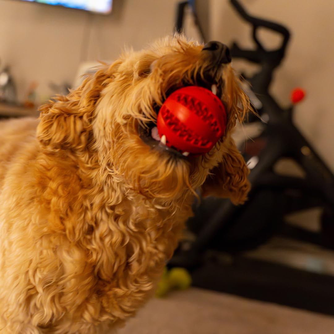 Indestructible Rubber Dog Ball- Two Pack Red and Blue - Interactive Treat Holder for Extreme Chewers - Durable Dog Toy