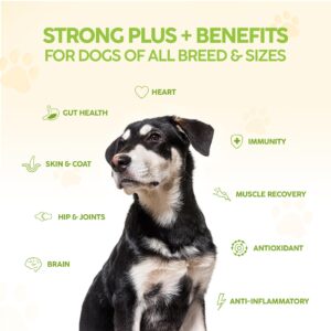 King Kanine Health Bundle: Strong Plus Hemp Protein & Probiotics & 7 Mushroom Blend & Chia Seeds - Natural Ingredients, Joint & Immune Support, Omega-3, Anti-Inflammatory, Safe for Dogs & Cat