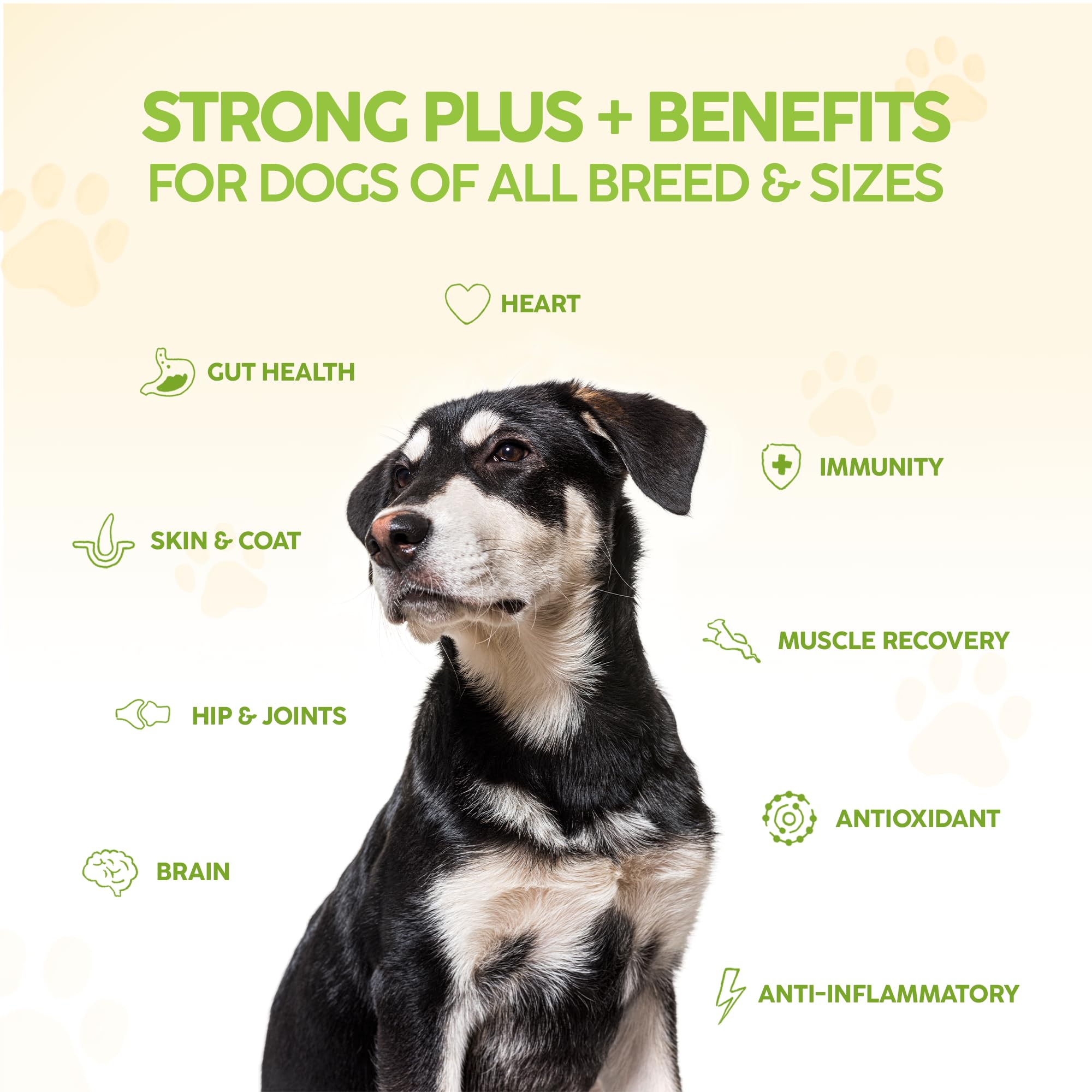 King Kanine Health Bundle: Strong Plus Hemp Protein & Probiotics & 7 Mushroom Blend & Chia Seeds - Natural Ingredients, Joint & Immune Support, Omega-3, Anti-Inflammatory, Safe for Dogs & Cat