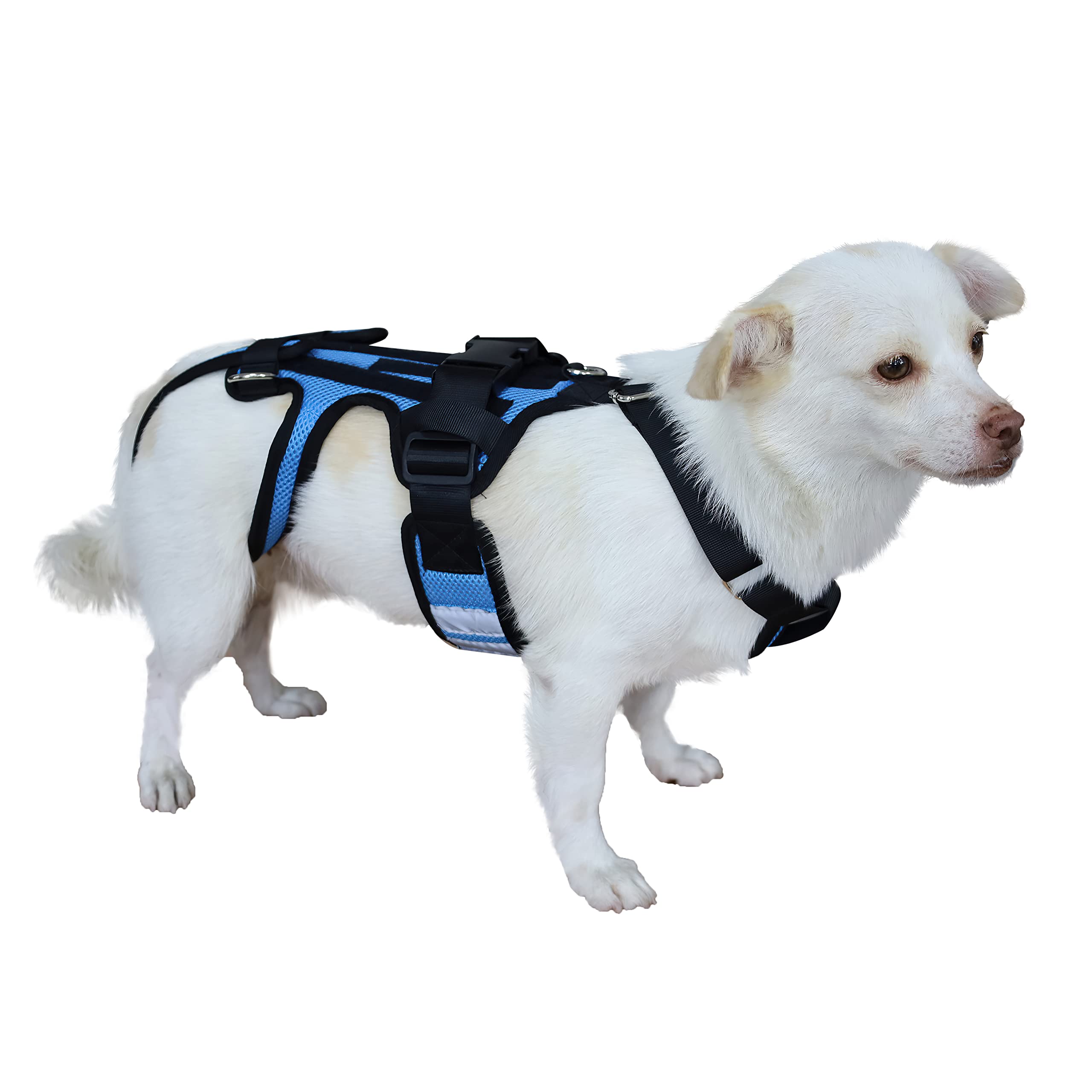 OShuKang Dog Back Brace for Dogs, Hip Brace Support for Pet, Back Brace for Dogs with IVDD, Surgery Recovery and Rehabilitation, Dog Back Disease Rrevention(S)