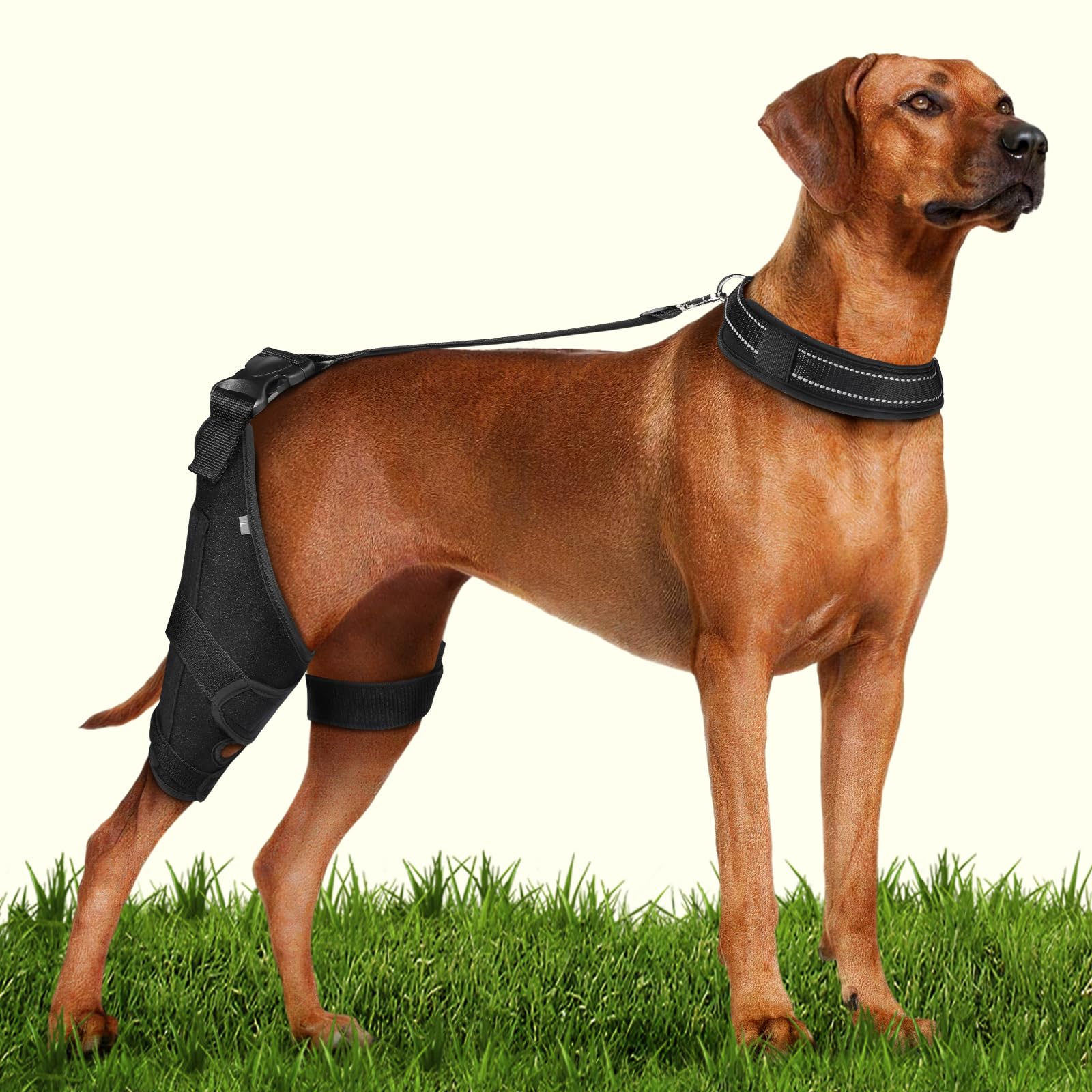 CAMRIER 2X Support Dog Knee Brace with Metal Strips for Joint Pain Relief, Dog Leg Braces for Torn Acl Hind Leg, Rear Leg Brace with Adjustable Traction Belt for Cruciate Ligament Injury, Arthritis