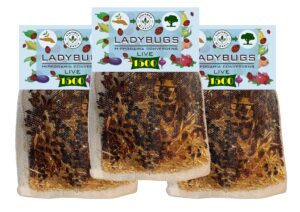 clark&co organic 3x1500 live ladybugs live ladybugs - good bugs - guaranteed live delivery!…