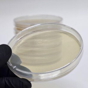 Malt Extract Agar Plates for Mycology, 10 Pack