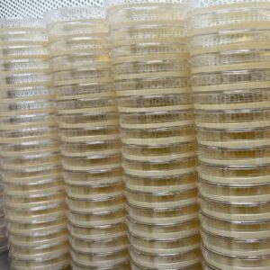 Malt Extract Agar Plates for Mycology, 10 Pack