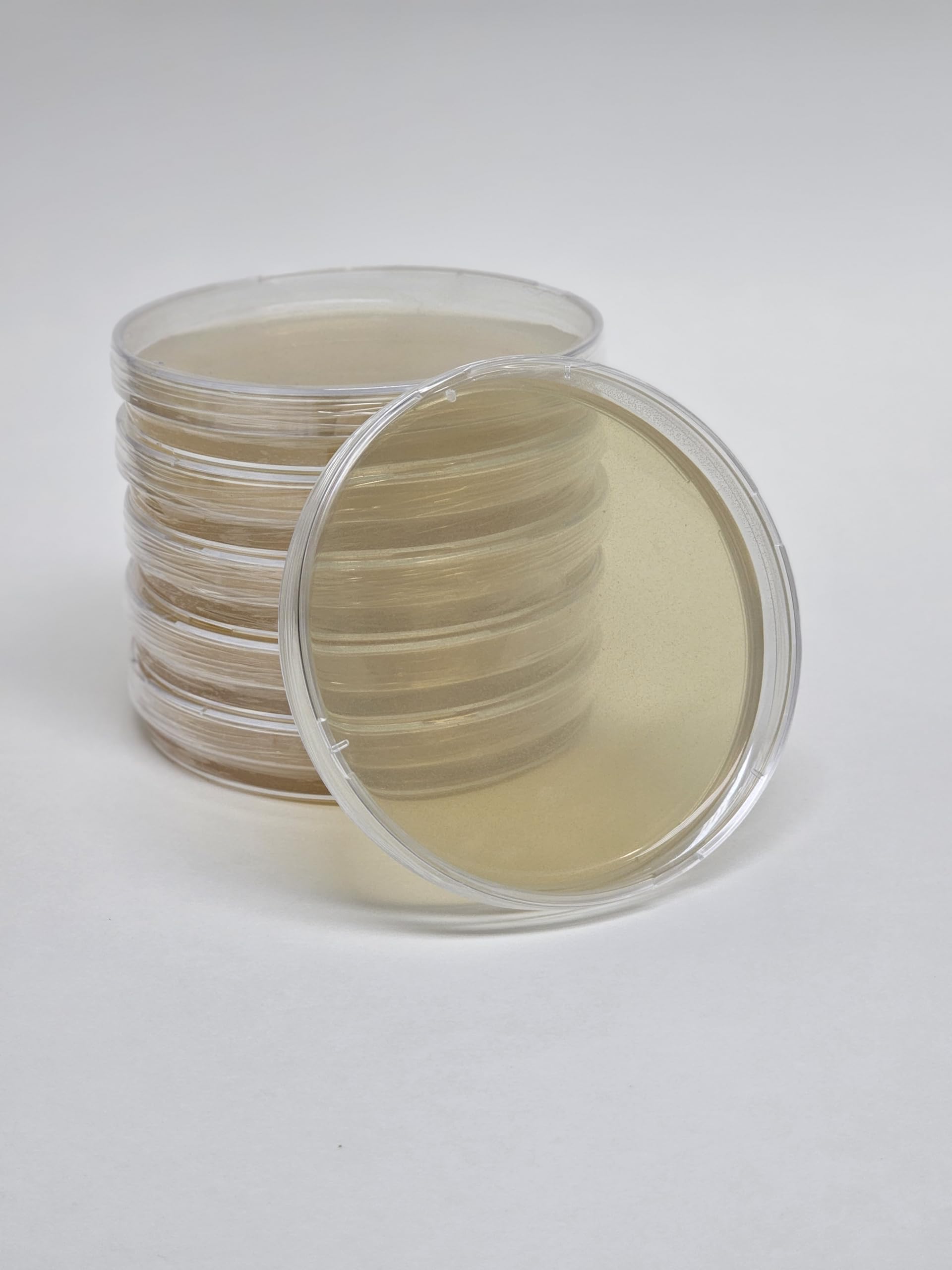 Malt Extract Agar Plates for Mycology, 10 Pack