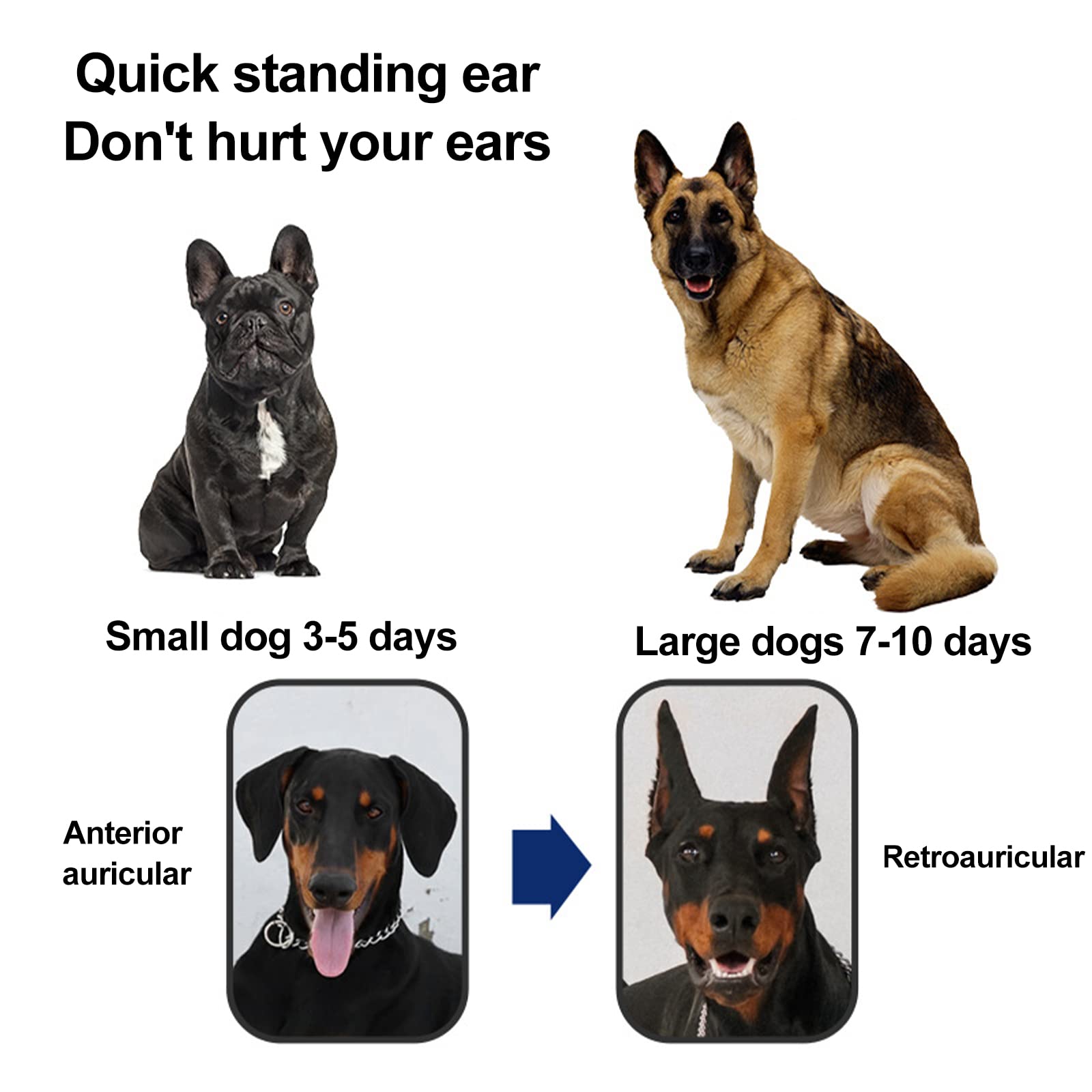 Algado 1 Pair Dog Ear Stand Sticker Up Support Tool, Dog Ear Fixed Correction Vertical Holder, Dog Ear Cover Ear Stand Up, Doberman Ear Posting Kit for Doberman Pinscher Dog (B)