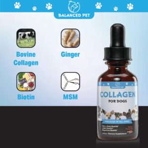 Liquid Collagen for Dogs : Collagen for Dogs : Dog Liquid Collagen : Dog Collagen : Dog Collagen Drops : Daily Collagen for Dogs : Collagen Dog : Collagen Dogs : Collagen Drops for Dogs : 1 fl oz